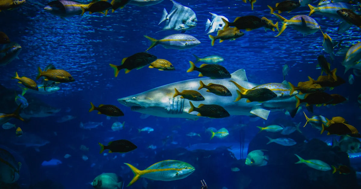 10 Ocean Conservation Poster Ideas That Inspire Action 🌊 (2026) - Gone ...